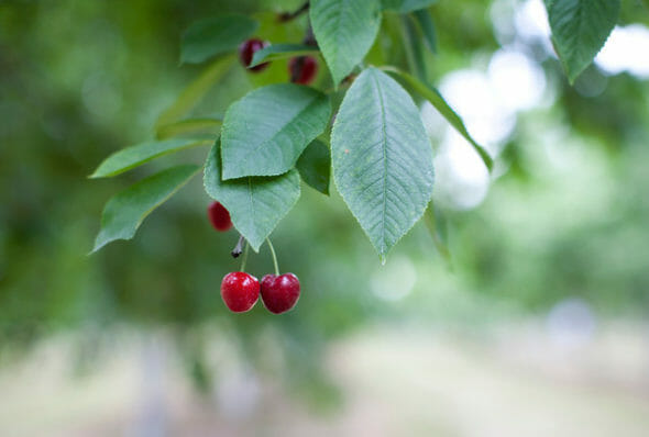 Michigan Cherry Tour - Our Best Bites